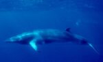 How do whales talk? – oceanbites