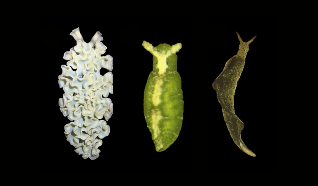 Solar-powered Sea Slugs – oceanbites