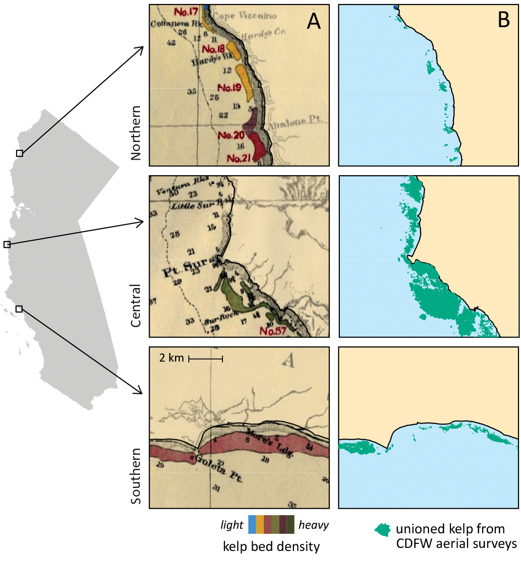 100 Years of California Kelp – oceanbites