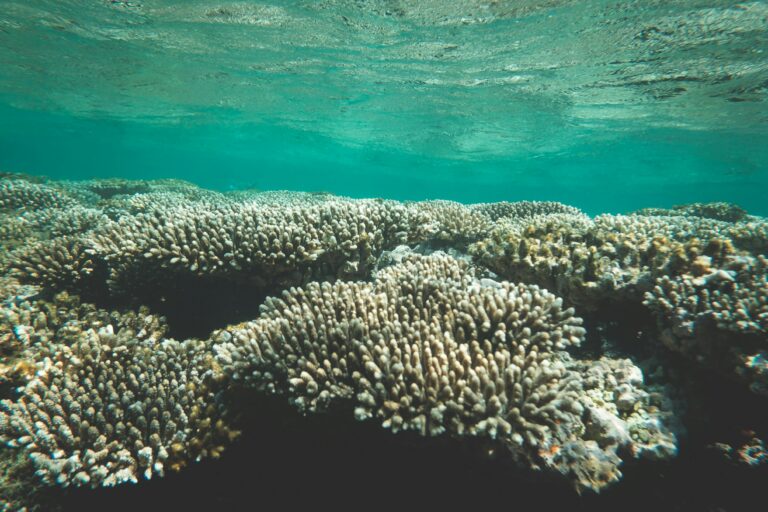 A Healthy Dose of Coral Mucus – oceanbites