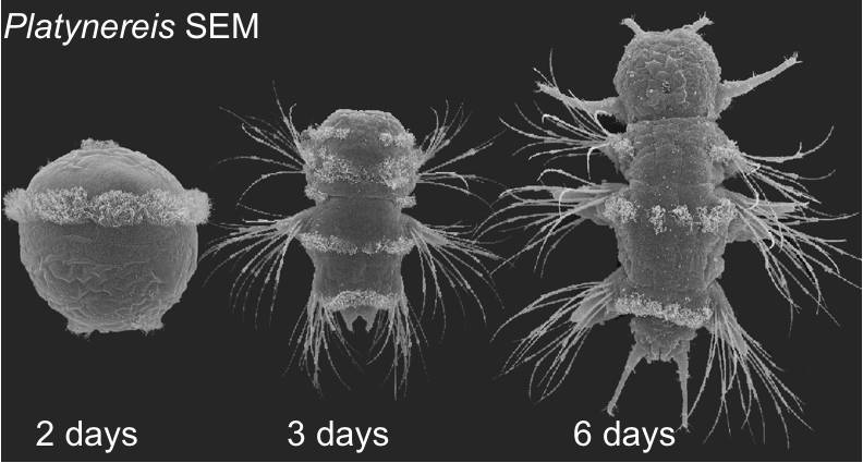 Under Pressure – oceanbites