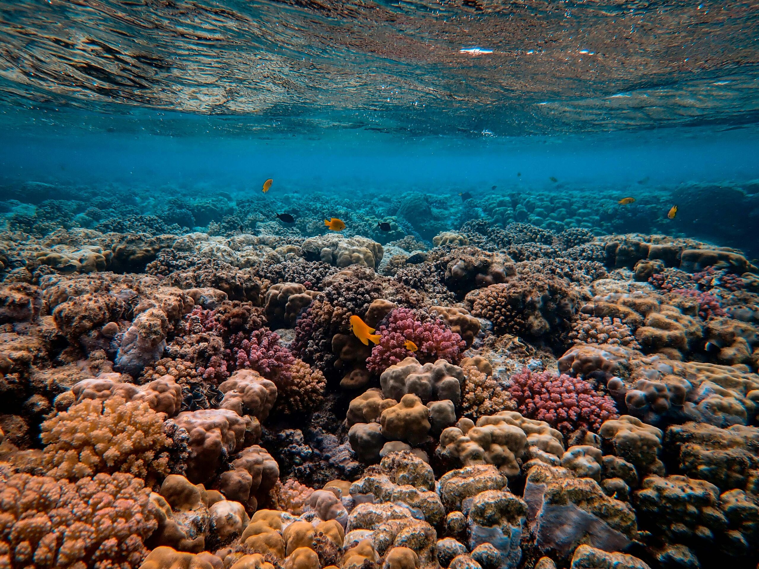 A Healthy Dose of Coral Mucus – oceanbites