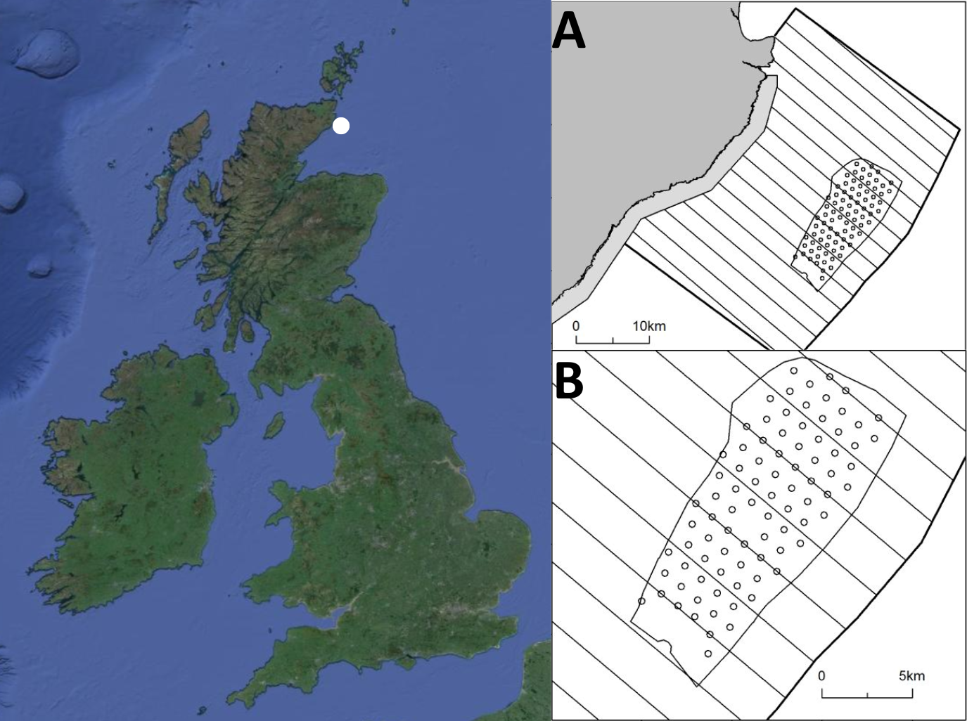 Winds of Change: Seabird Displacement – oceanbites