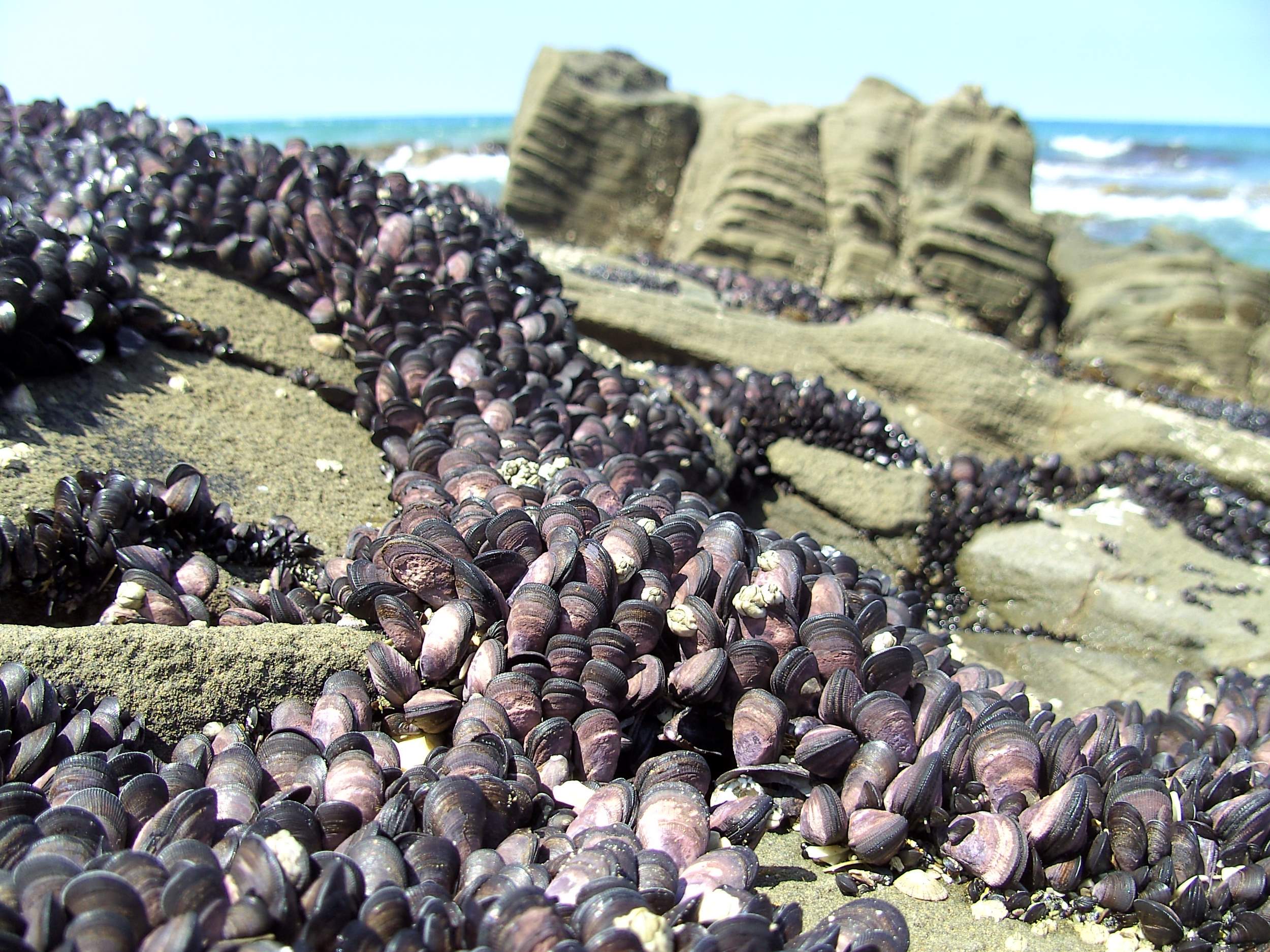 Mussel Beds: The (Unsung) Invertebrate Homestead – oceanbites