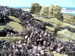 Mussel Beds: The (Unsung) Invertebrate Homestead – oceanbites