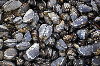 Mussel Beds: The (Unsung) Invertebrate Homestead – oceanbites