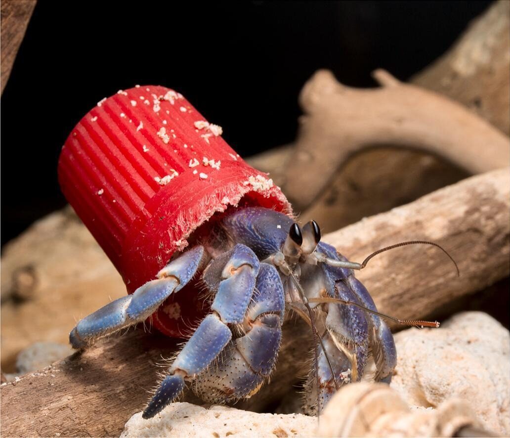 Crabs’ Mojo Dojo Casa house – oceanbites