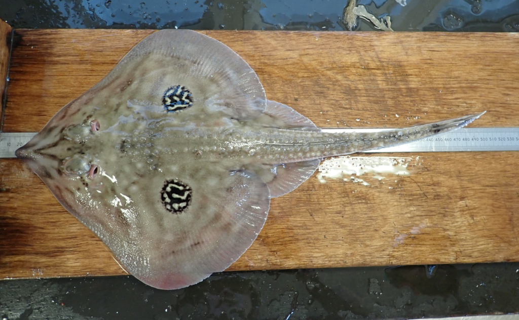 Over or Under? Skate and Ray Fishing – oceanbites