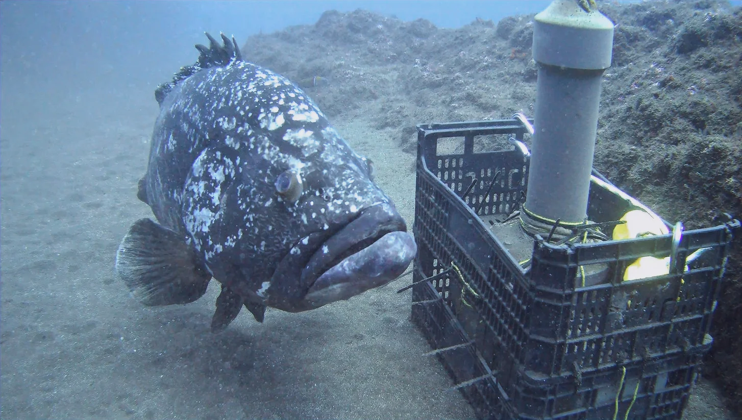 Listening for fish – oceanbites