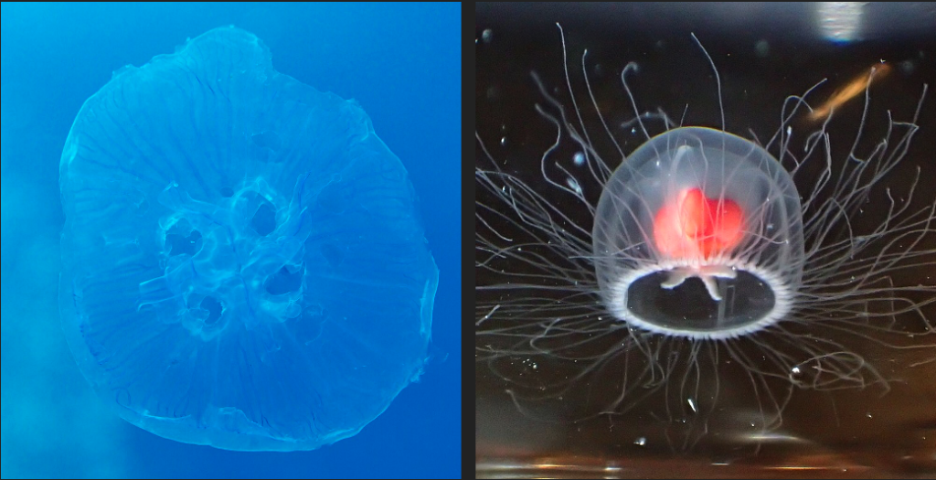 Decoding the genes behind jellyfish movement – oceanbites