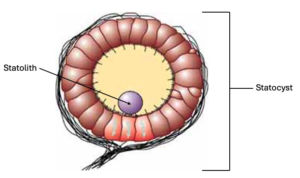 Decoding the genes behind jellyfish movement – oceanbites