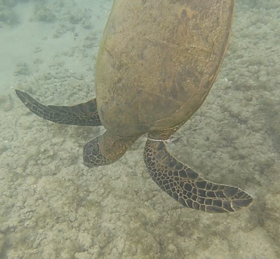 From Intern to Ocean Advocate: An Unforgettable Summer in Hawaii ...