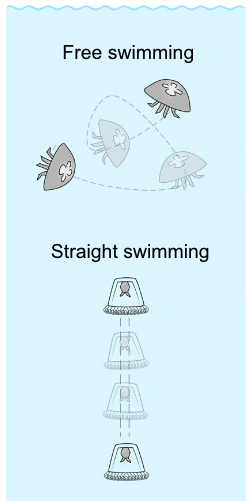 Decoding the genes behind jellyfish movement – oceanbites