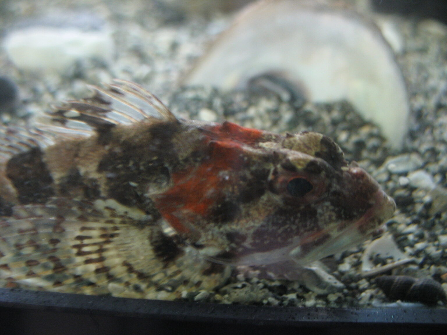 Fish antifreeze proteins give clues to the evolution of novel genes ...