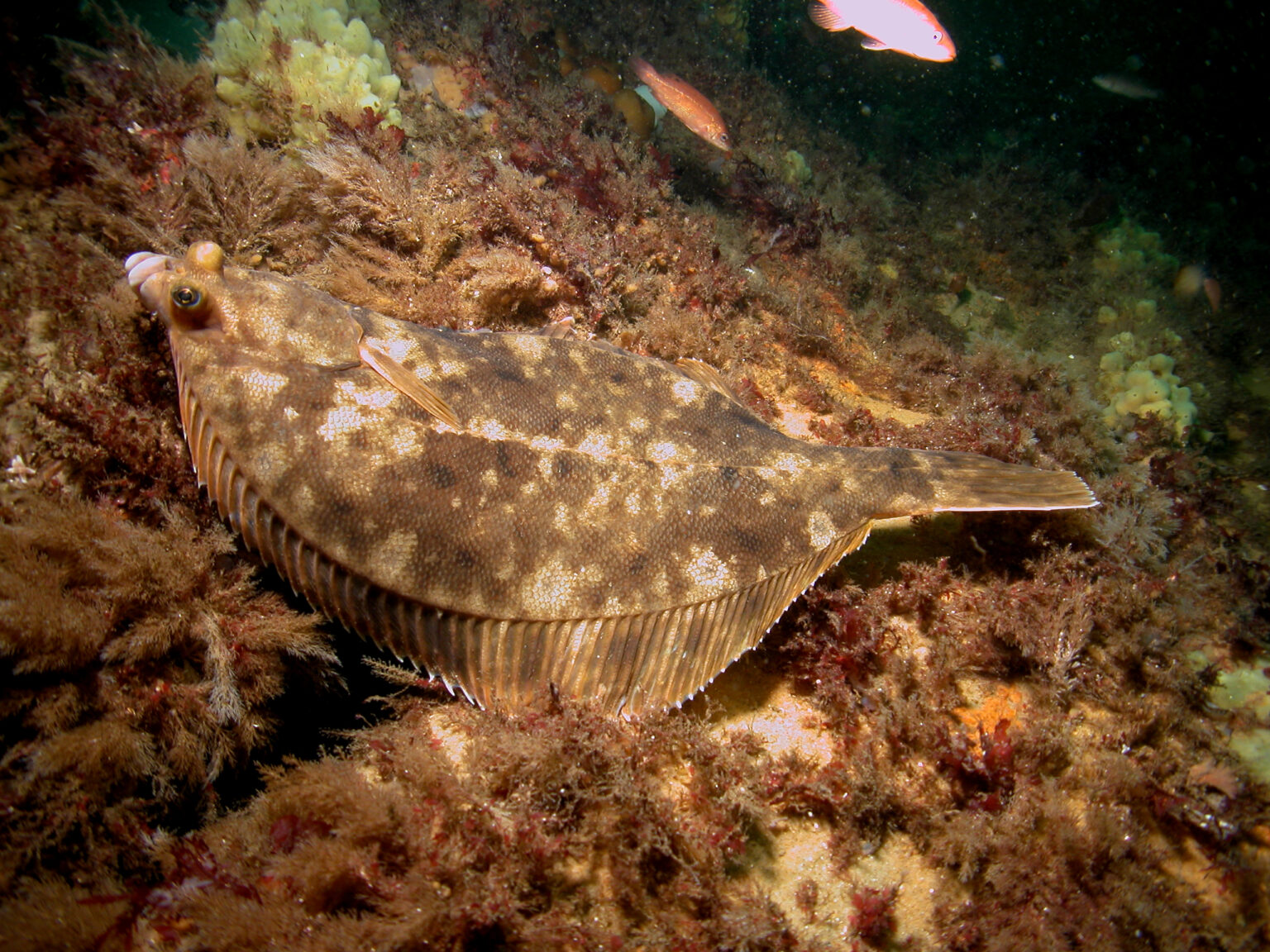 Fish antifreeze proteins give clues to the evolution of novel genes ...