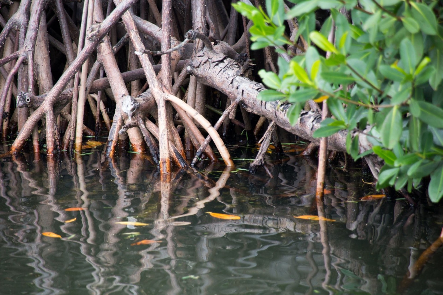 Super Trees: The Importance of Mangrove Survival – oceanbites
