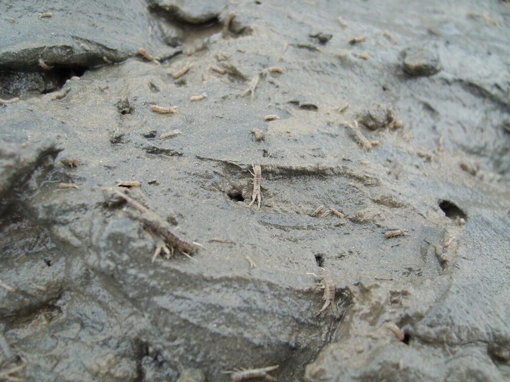Where the Amphipods Are – oceanbites
