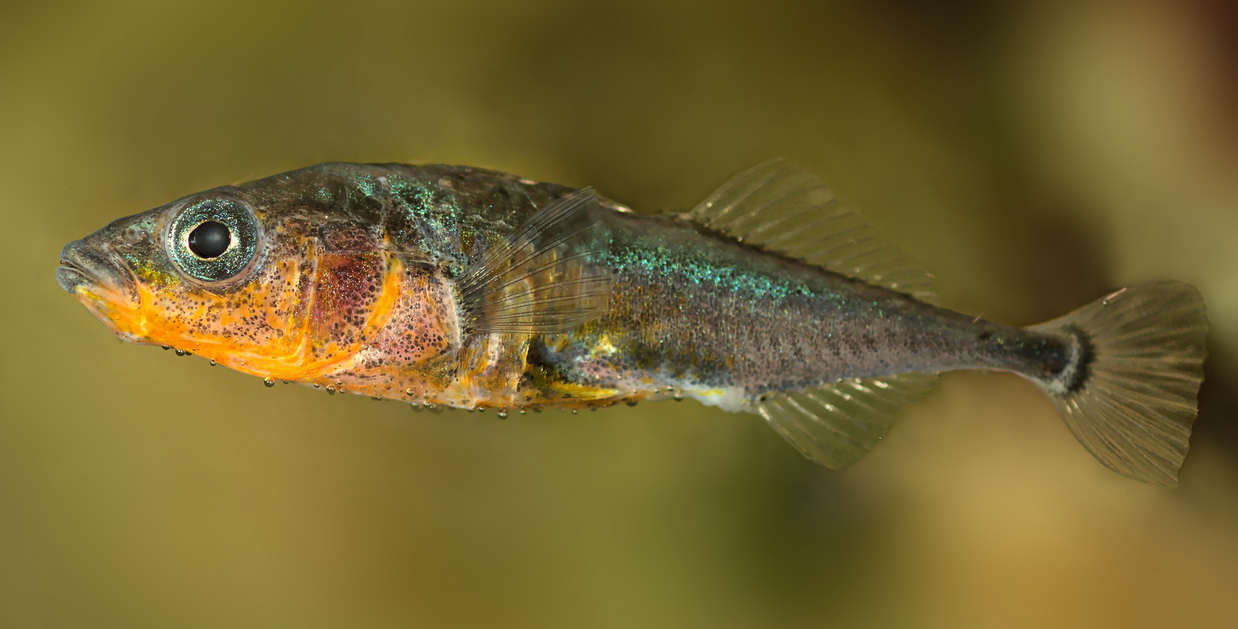 Rise of the Stickleback – oceanbites