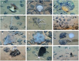 The patchy quilt of the deep-sea: polymetallic nodule fields – oceanbites