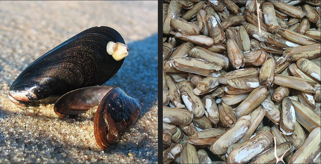 Seaweed, the slimy savior of the sea – oceanbites