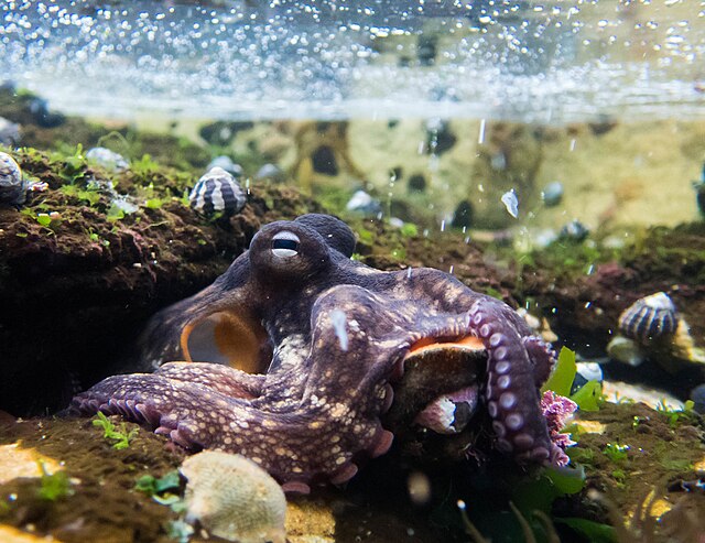 The Unlikely Friendship between Octopus and Fish – oceanbites