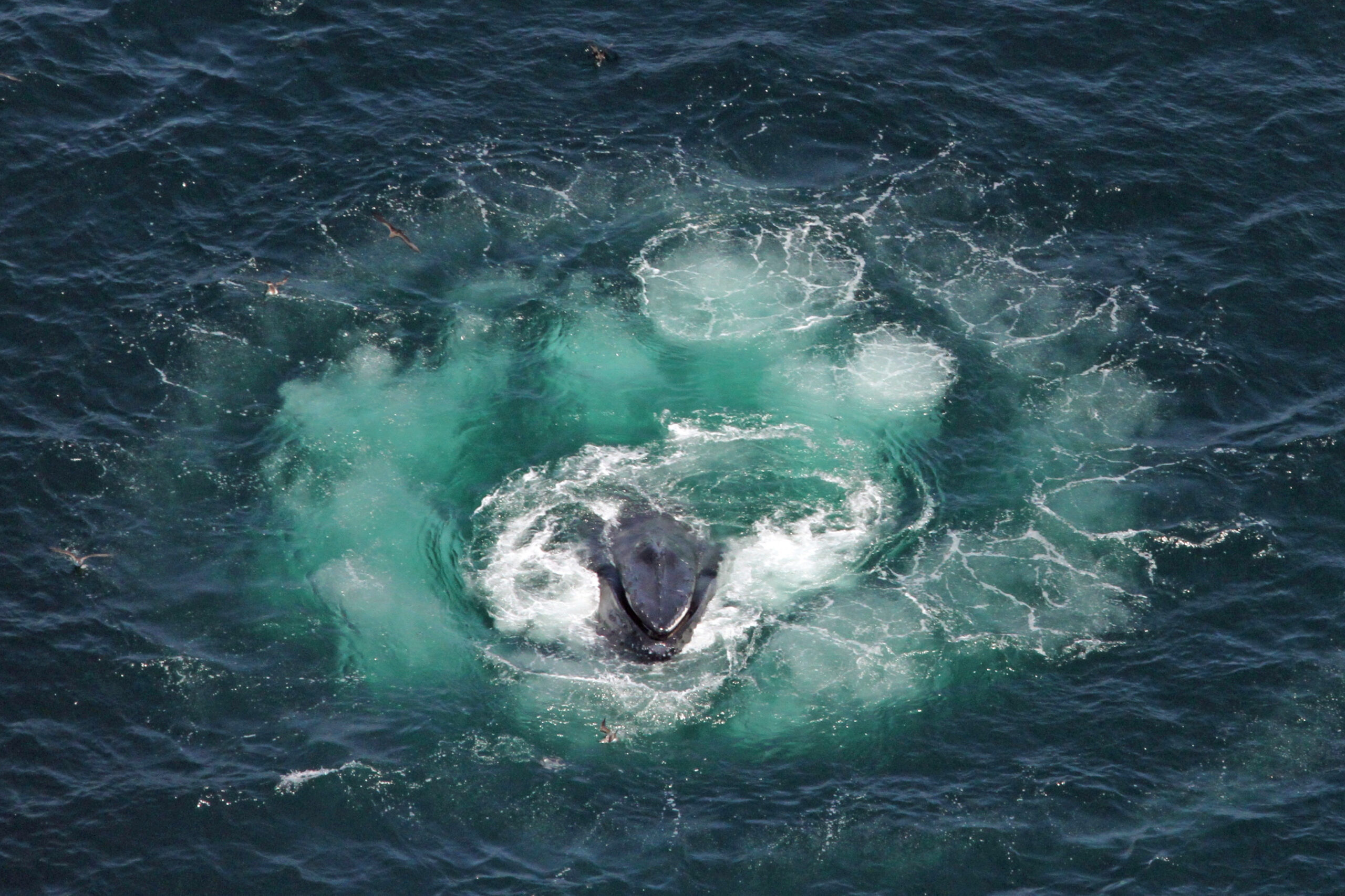 Built for bubble netting: how humpback whale body shape helps them hunt ...