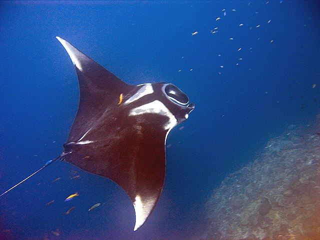 What can manta ray movements teach us about establishing protected ...