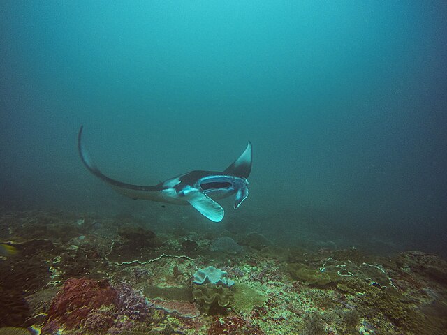 What can manta ray movements teach us about establishing protected ...