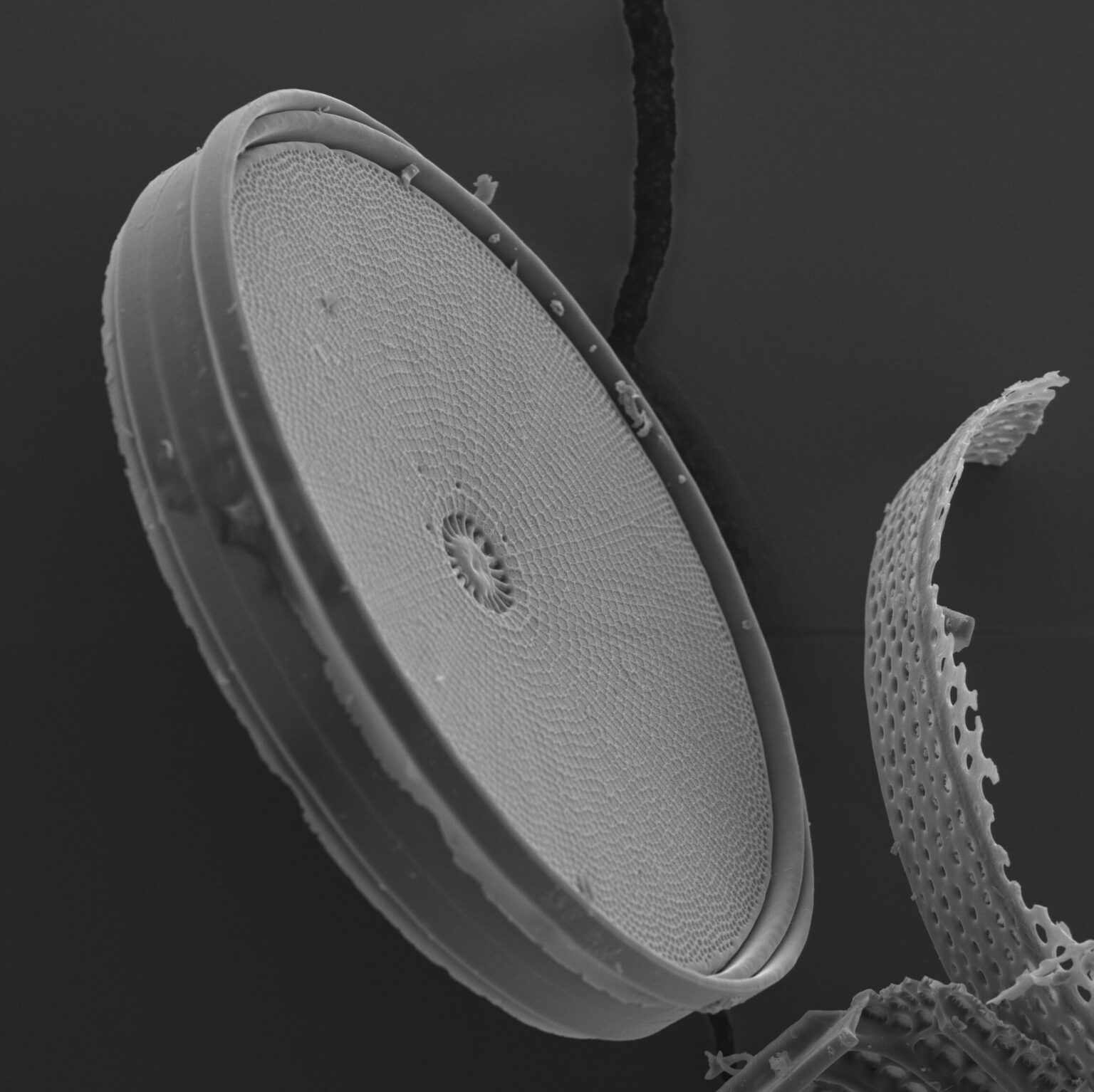 When Diatoms Catch a Cold – oceanbites