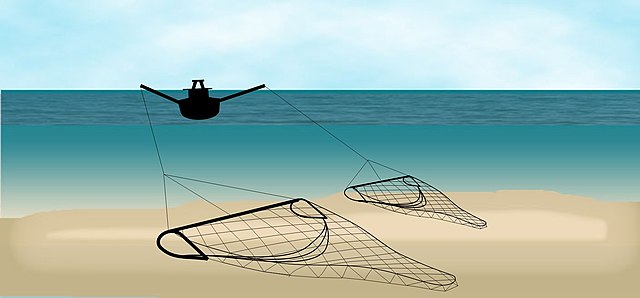 The Impacts of Bottom Trawling on Seafloor Communities – oceanbites