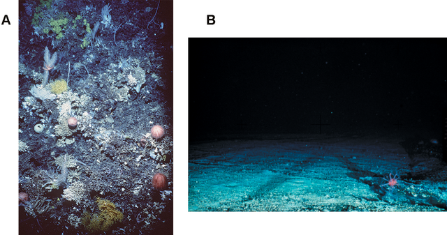 The Impacts of Bottom Trawling on Seafloor Communities – oceanbites
