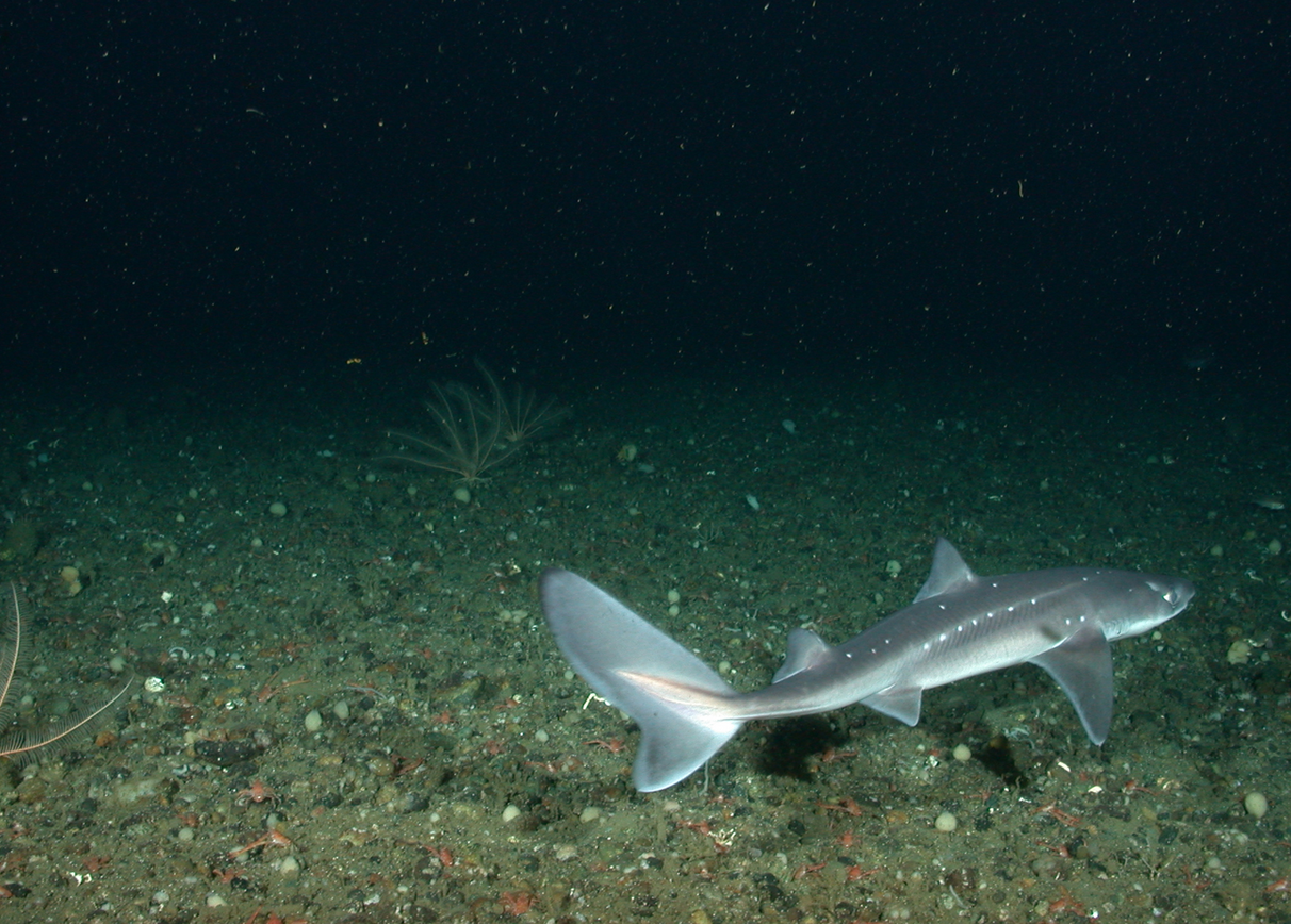 Secret Dogfish Society – oceanbites