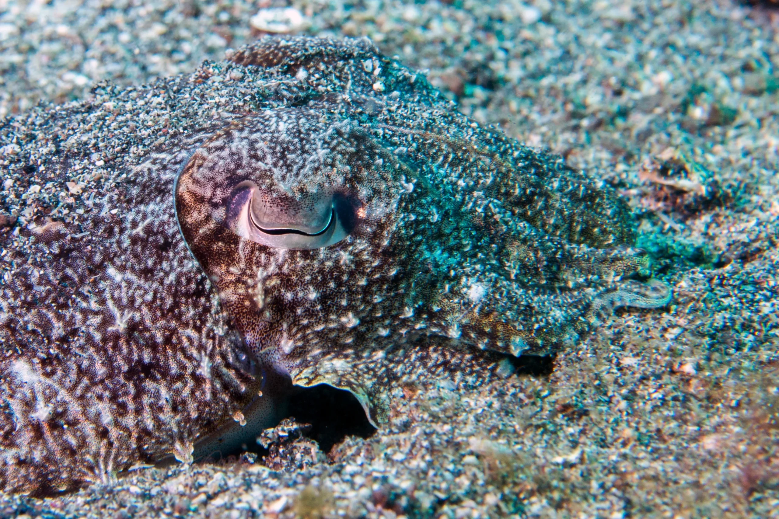 Hide and seek: motionless camouflage of the white-squid – oceanbites