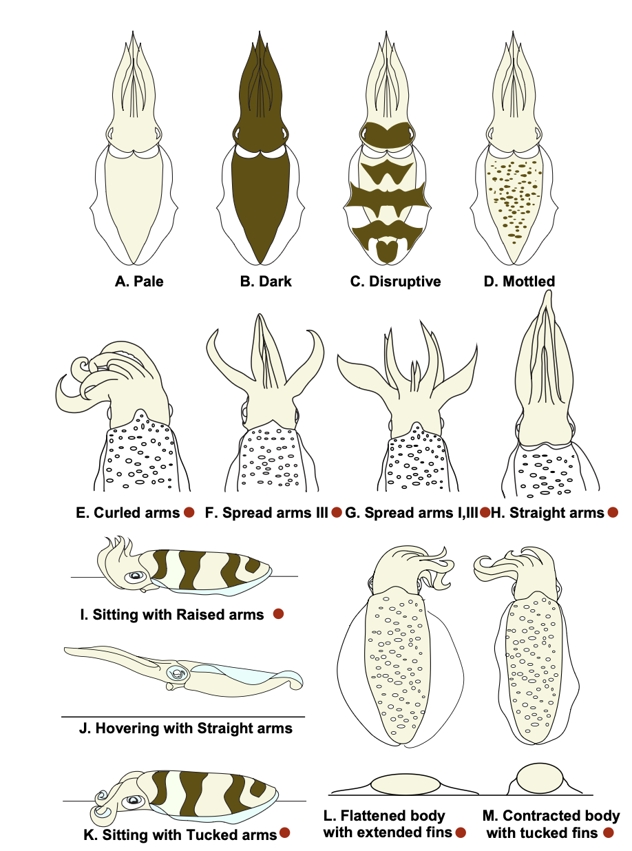 Hide and seek: motionless camouflage of the white-squid – oceanbites