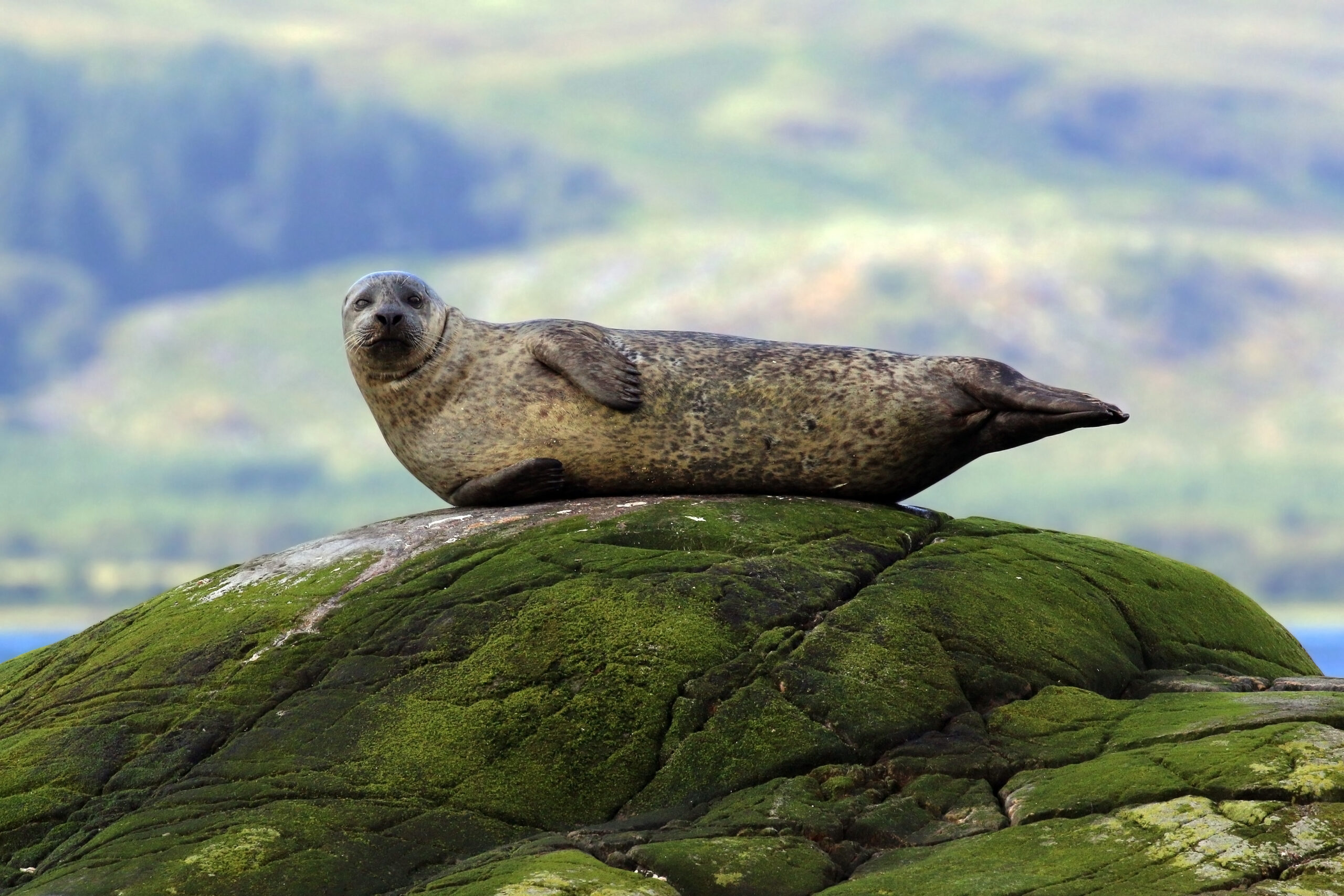 “Fishy” changes to seal diet over time… – oceanbites