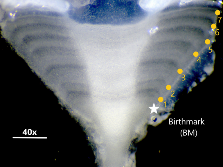 Growing Pains for the Groovebelly Stingray – oceanbites